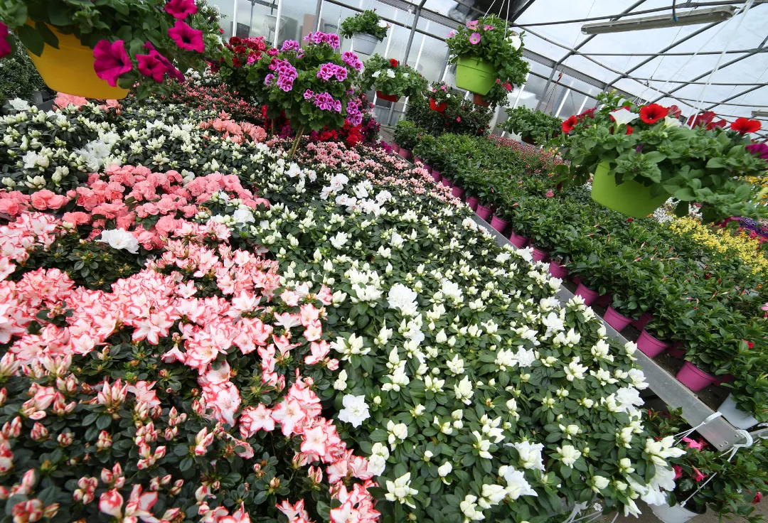 Calidad-en-Flores-Mayoristas:-Clave-para-Satisfacción-y-Éxito