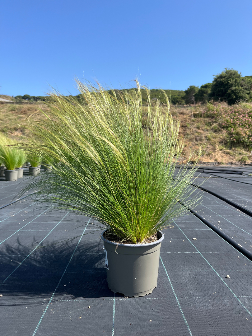 Stipa Hierba Ornamental Para Un Jard n Lleno De Vida Stipa Hierba Ornamental Para Un Jard n Lleno De Vida